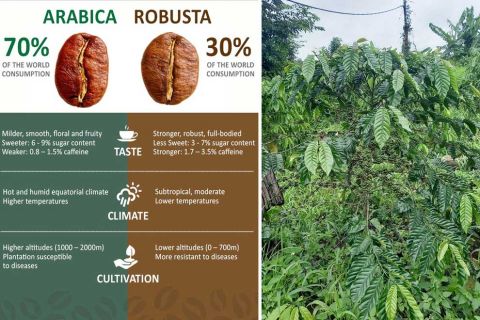 Robusta Coffee Plantation