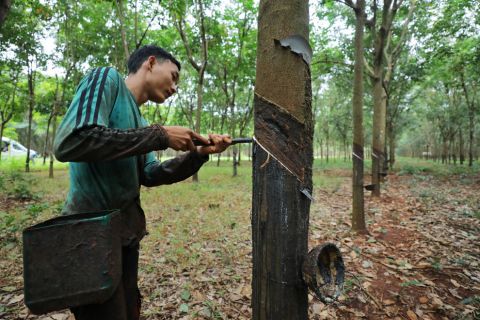 Rubber exports edge up even as prices drop Phnom Penh Post