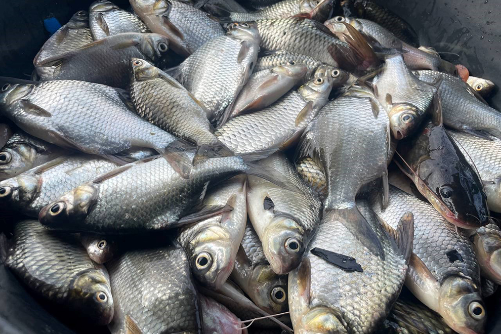 The Phnom Penh Post | Tonle Sap fish farms proving a success: Ten more ...