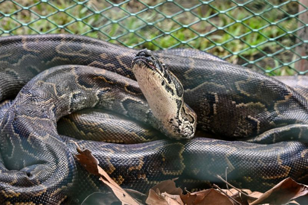 Malaysian family shocked as 60kg python crashes through bathroom ...