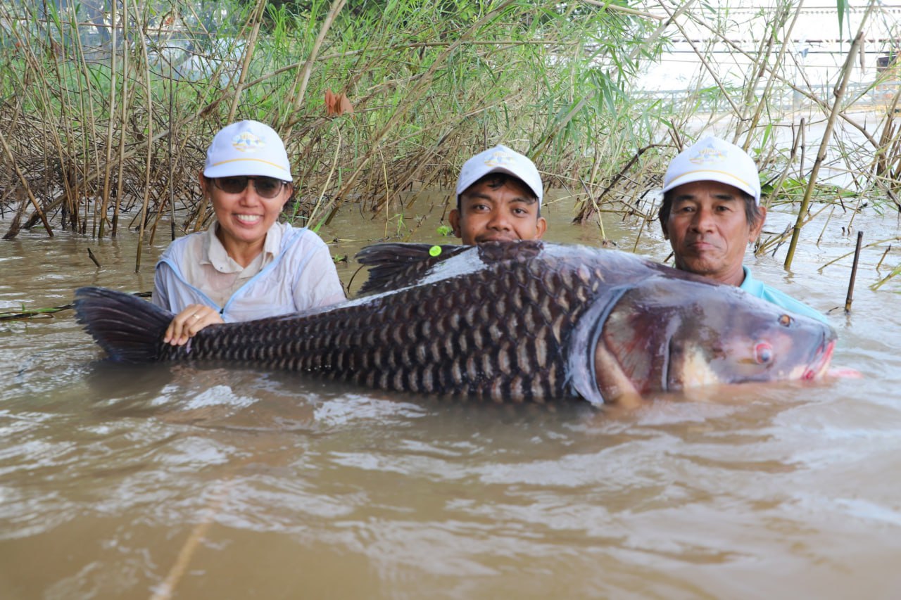 Tag and release programme sees endangered giant barbs returned to the ...