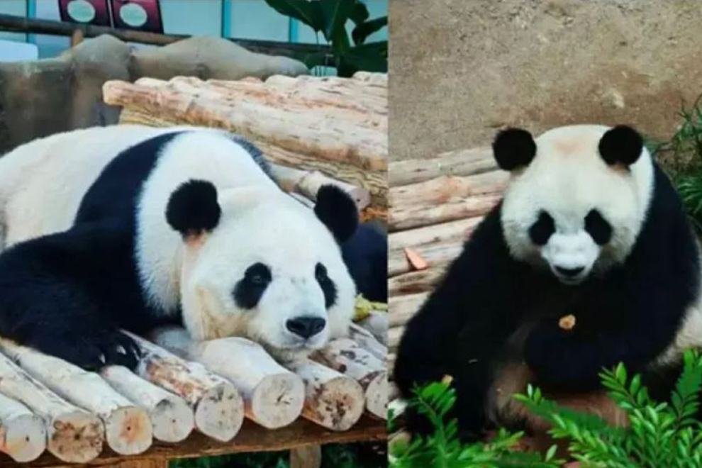 Panda Pair Chen Xing And Xiao Yue Settling In Malaysia S Zoo Negara