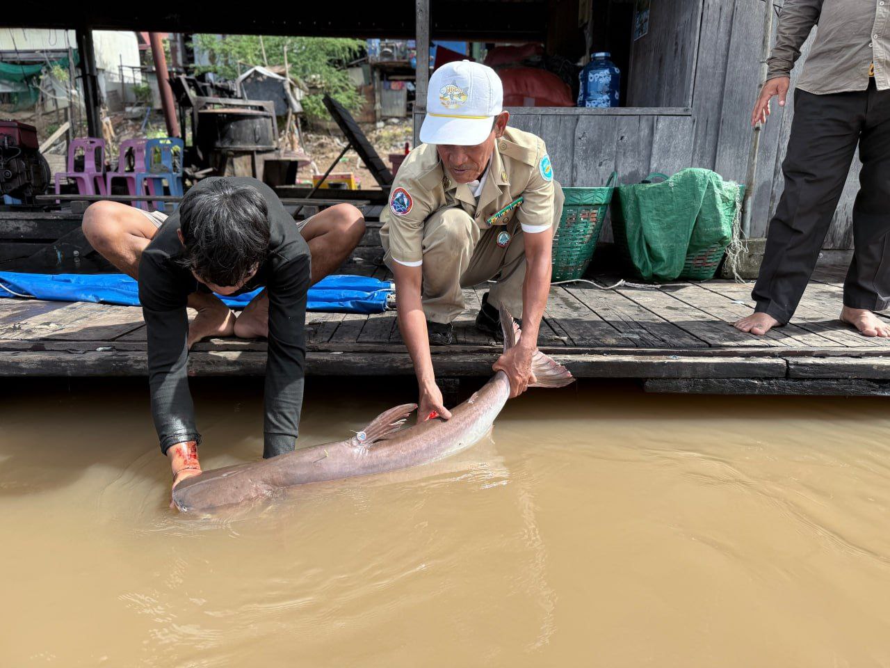 Threatened fish species released into Tonle Sap Lake | The Phnom Penh Post