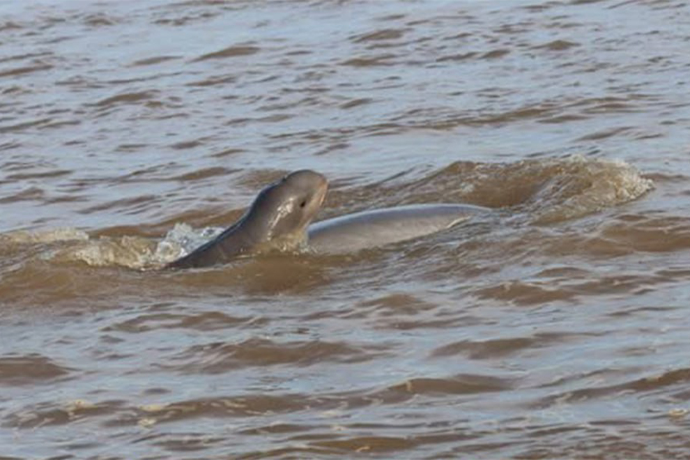 The Phnom Penh Post | Drones, cameras, action! New tech coming to dolphin conservation areas