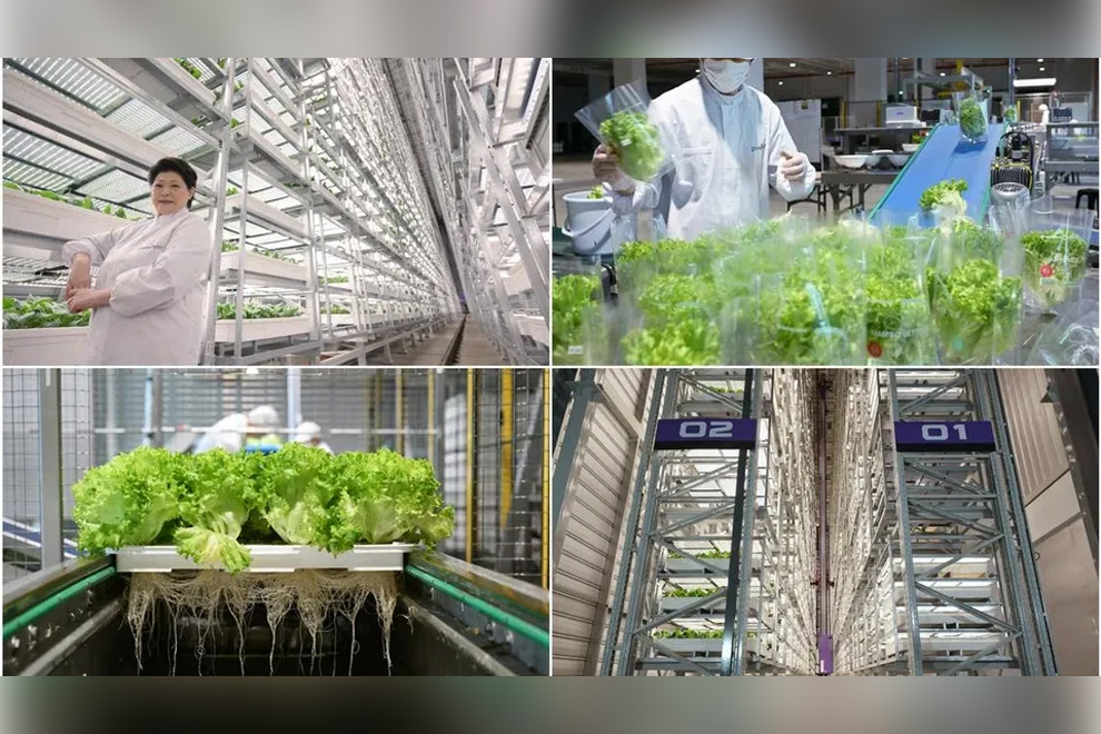 The Phnom Penh Post | World’s tallest indoor vertical farm, costing US ...