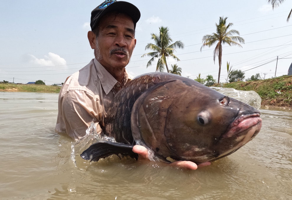 The Phnom Penh Post | Four Mekong giant barbs to be released into the ...
