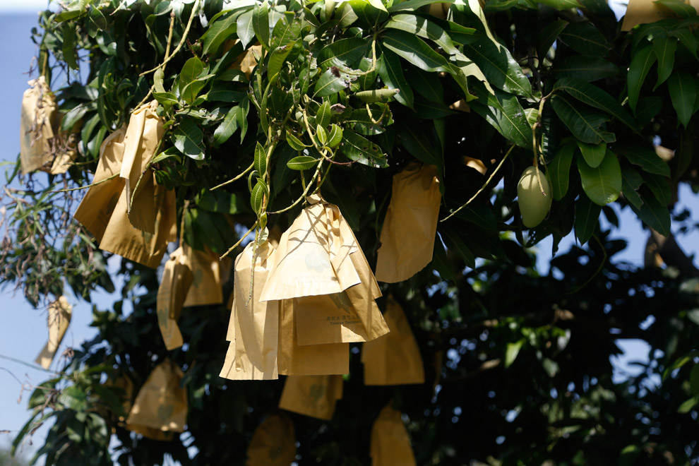 The Phnom Penh Post | Mango farms set for China checks