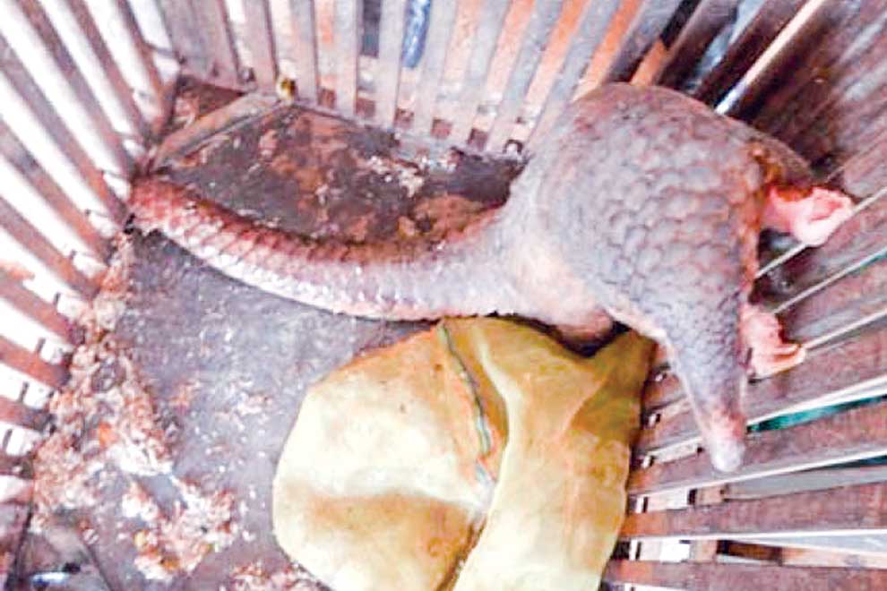 The Phnom Penh Post | Ministry of Agriculture puts 12 more species on ...