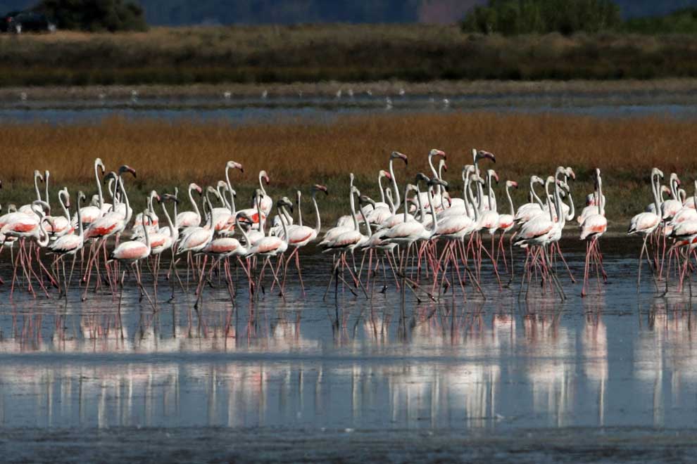 Flamingos poisoned by illegal lead pellets | Phnom Penh Post