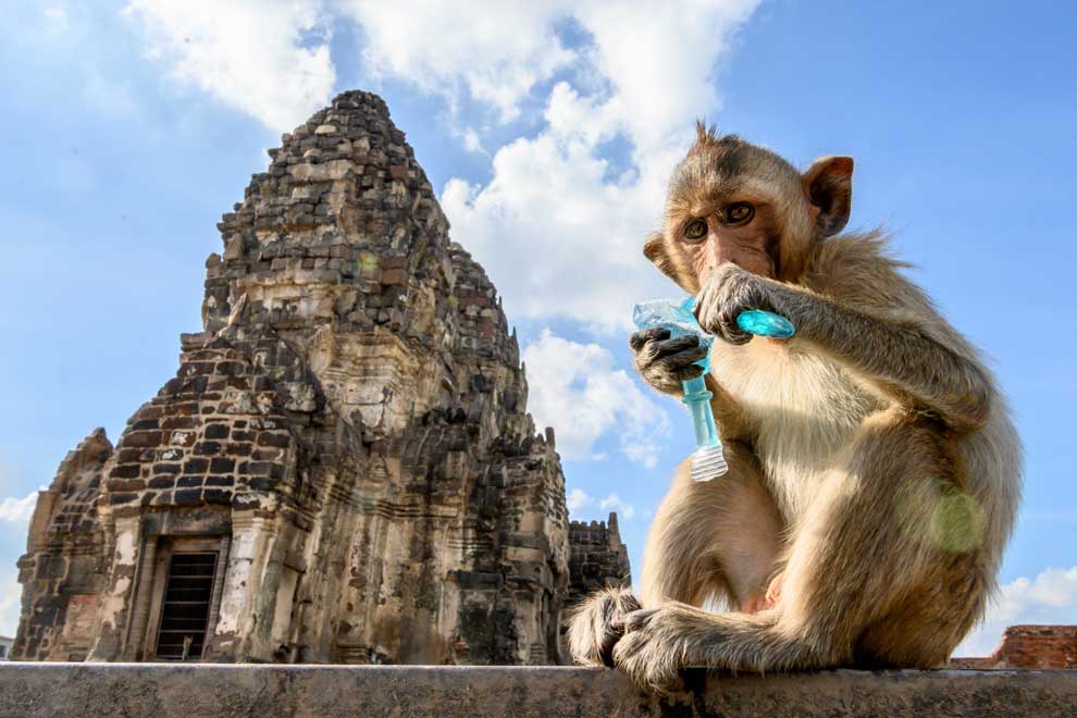 The Phnom Penh Post | Macaque attack: Humans try to take back city in ...
