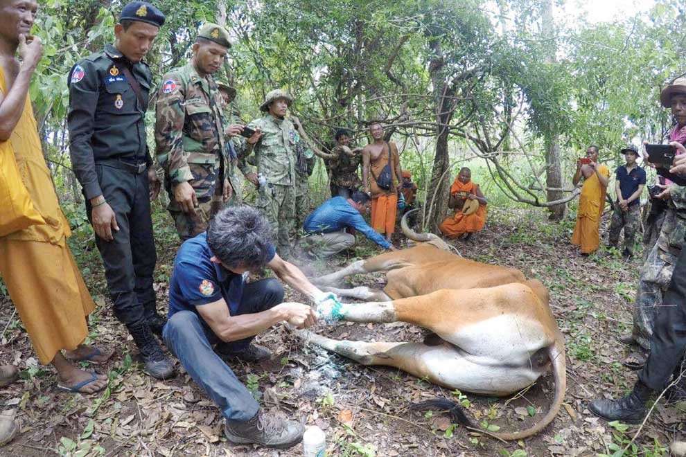 Poaching rare specimens ‘persists’ in Oddar Meanchey | Phnom Penh Post