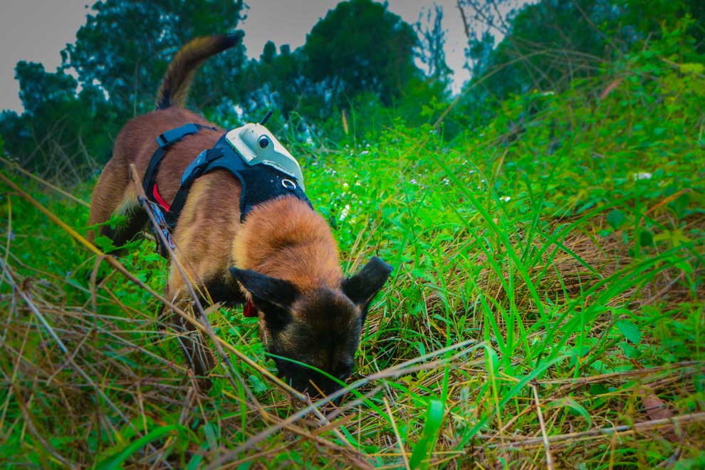 The Phnom Penh Post | CMAC, Apopo develop new Smart mine detecting tech