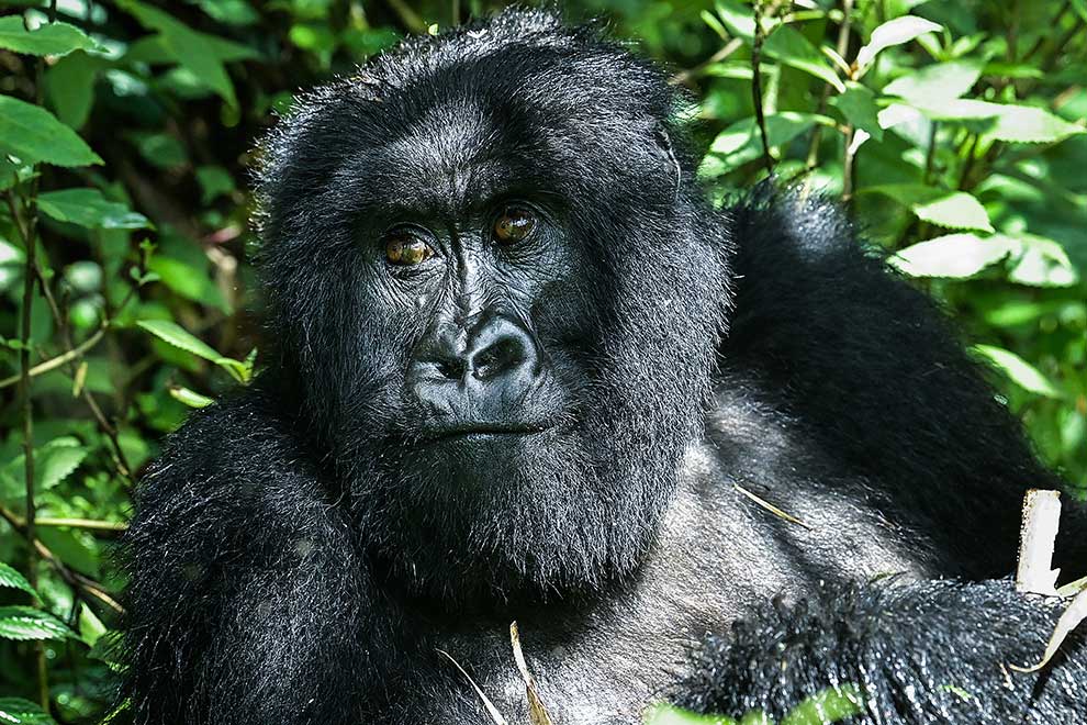 Great apes’ hunt for more space in Rwanda | Phnom Penh Post