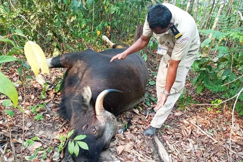 Hunt on for gaur poachers in Oddar Meanchey sanctuary | Phnom Penh Post
