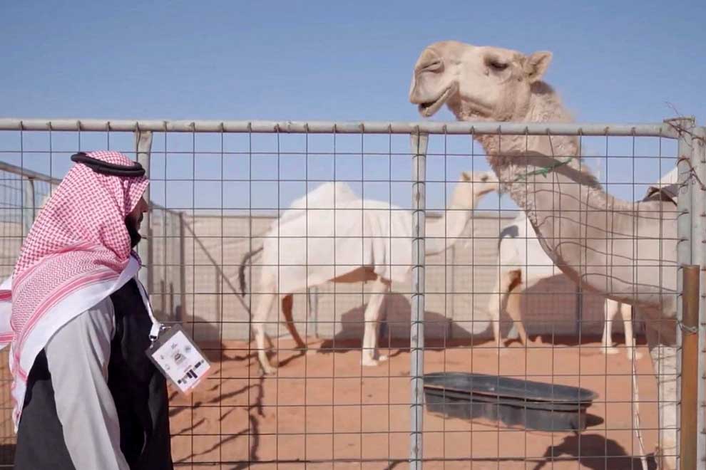 The Phnom Penh Post | Hot milk and grooming for camels at Saudi luxury ...
