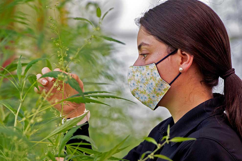 Cannabis 1st domesticated 12,000 years ago in China for textiles ...