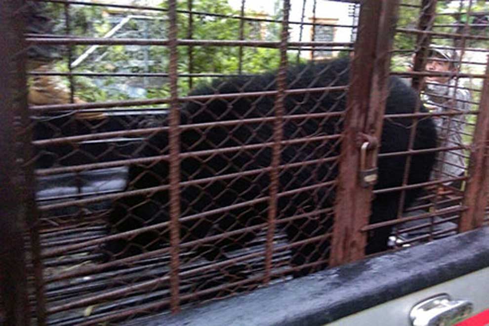 The Phnom Penh Post Bear Rescued From Kampong Chhnang Guesthouse