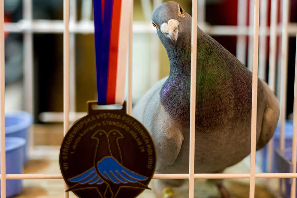 Pigeon fanciers eye move up the pecking order | The Phnom Penh Post