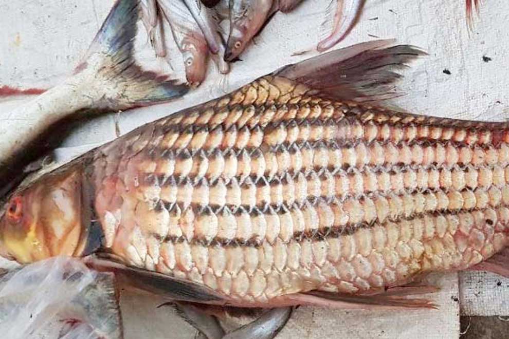 WWF: Urgent action needed to protect endangered fish | The Phnom Penh Post