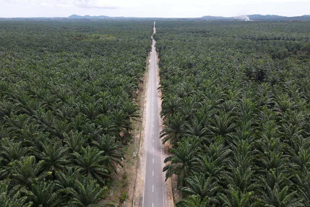 Indonesia biofuel drive threatens forests, climate goals | Phnom Penh Post