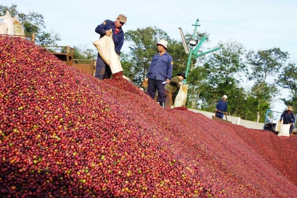 The Phnom Penh Post | VN finding ways to boost coffee exports