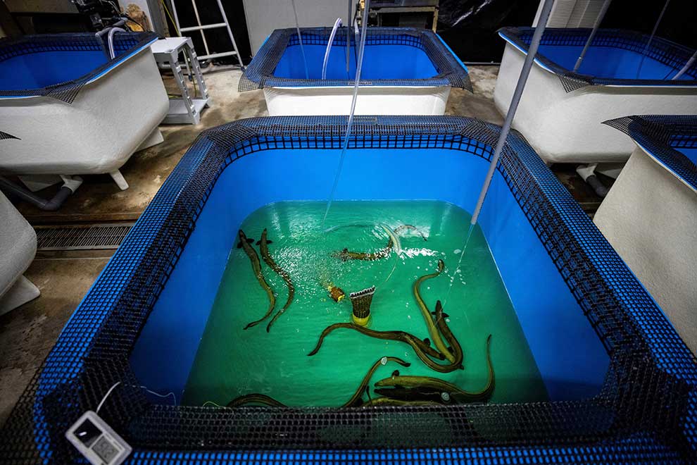 70M years on earth, 40 years of decline: the endangered eel | The Phnom ...