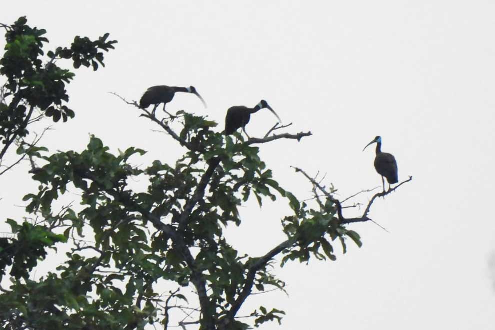 Protection of at-risk ibis nests a considerable success: NGO | The ...