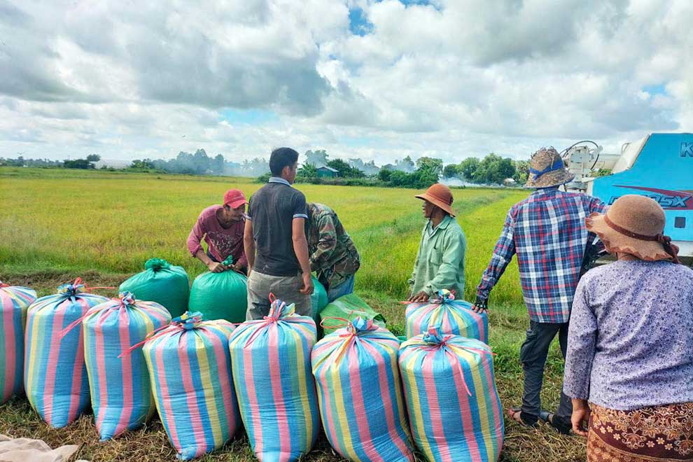 Banteay Meanchey, Battambang paddy prices cut down by lack of orders ...