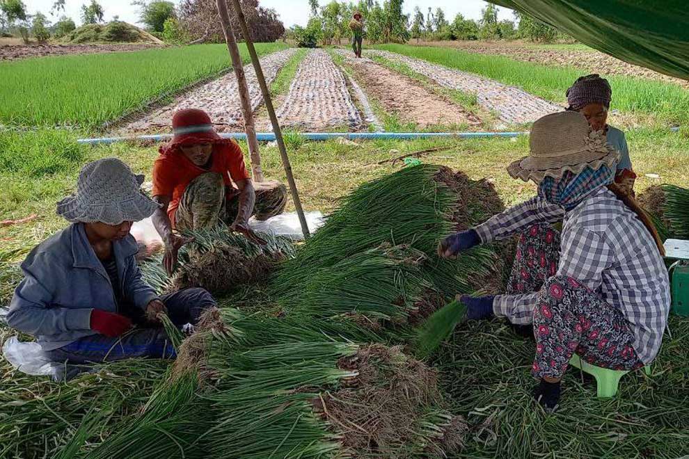 Dedication, solidarity key to co-op success | Phnom Penh Post