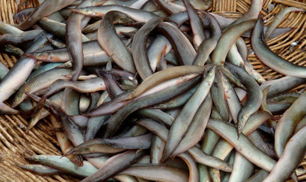 Exotic Cambodian fruits to join unusual fish products on Alibaba ...