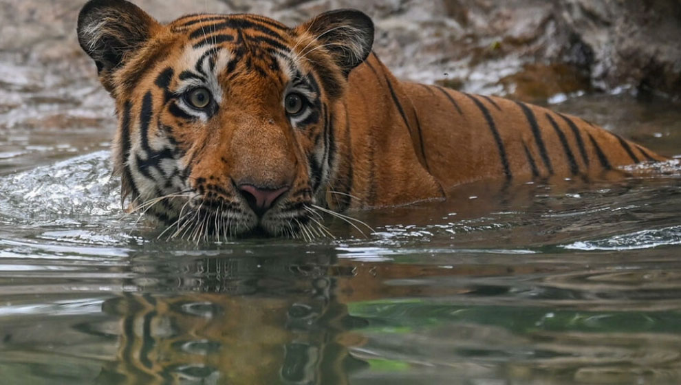 Record 126 tiger deaths in India this year: NTCA | Phnom Penh Post