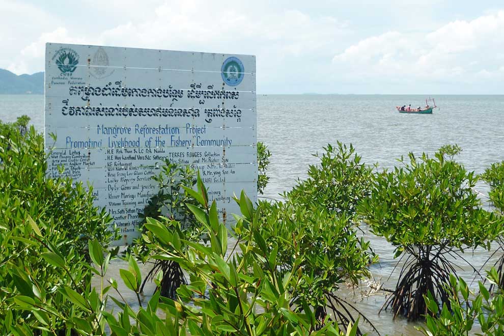 Kampot mangrove trees tallied | Phnom Penh Post