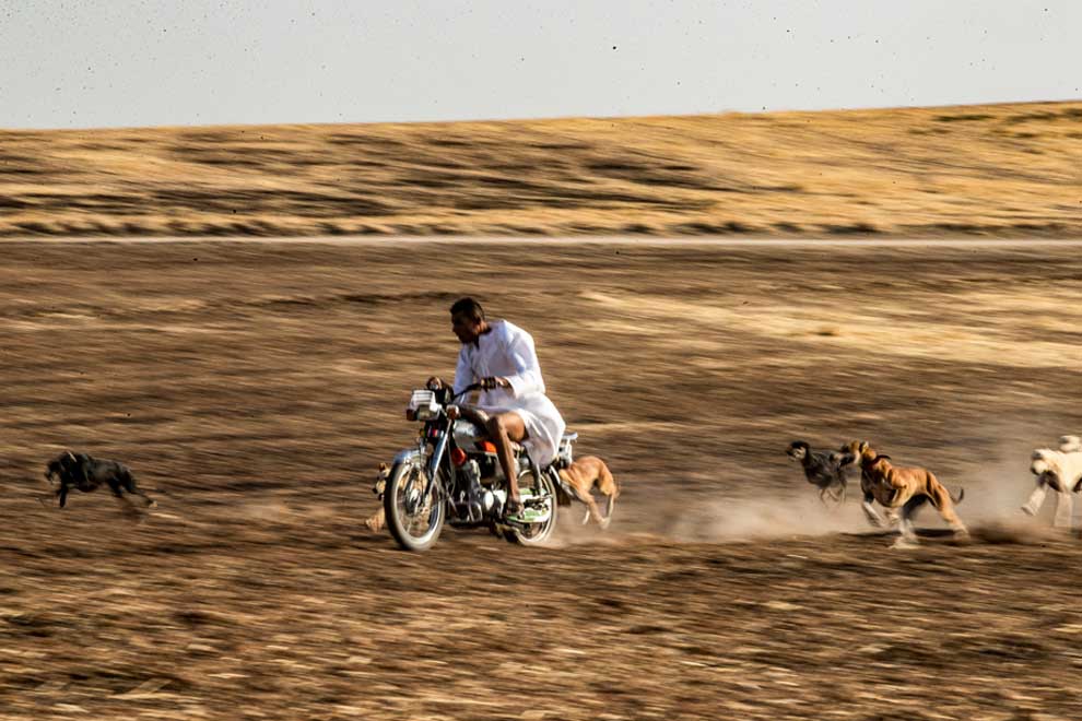 The Phnom Penh Post | Syrian village trains racing dogs despite war ...