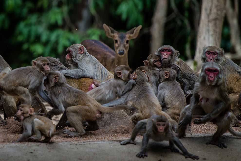 100 new species in Myanmar reveal its ‘biological riches’ | The Phnom ...
