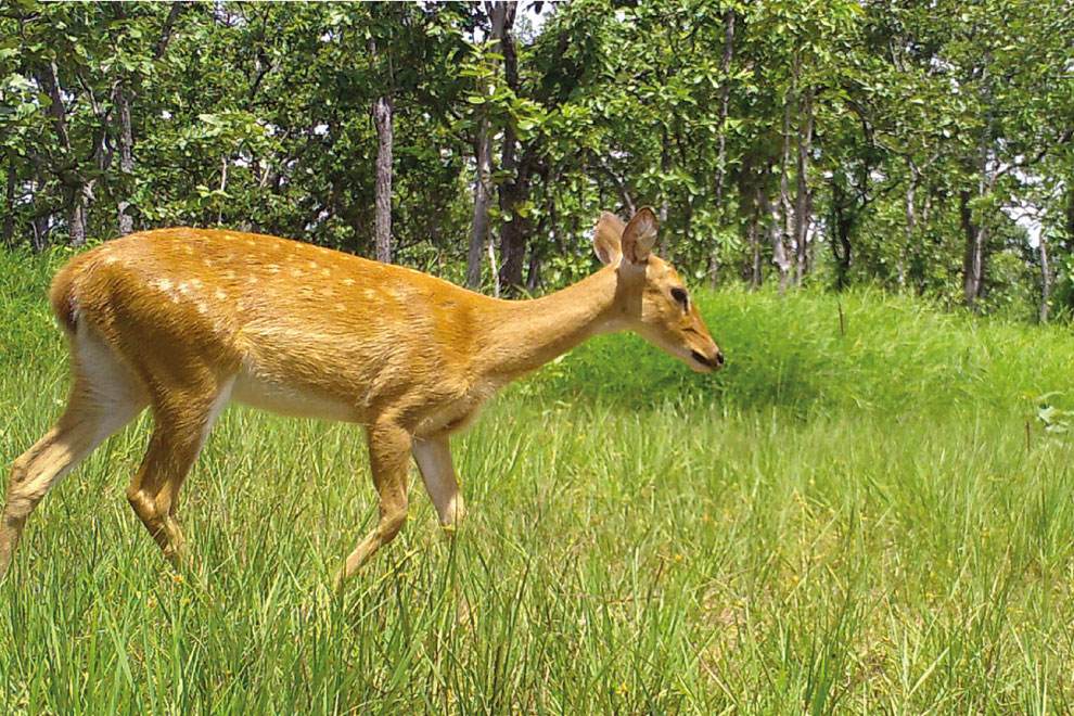 The Phnom Penh Post | Endangered Eld’s deer spotted for first time in ...