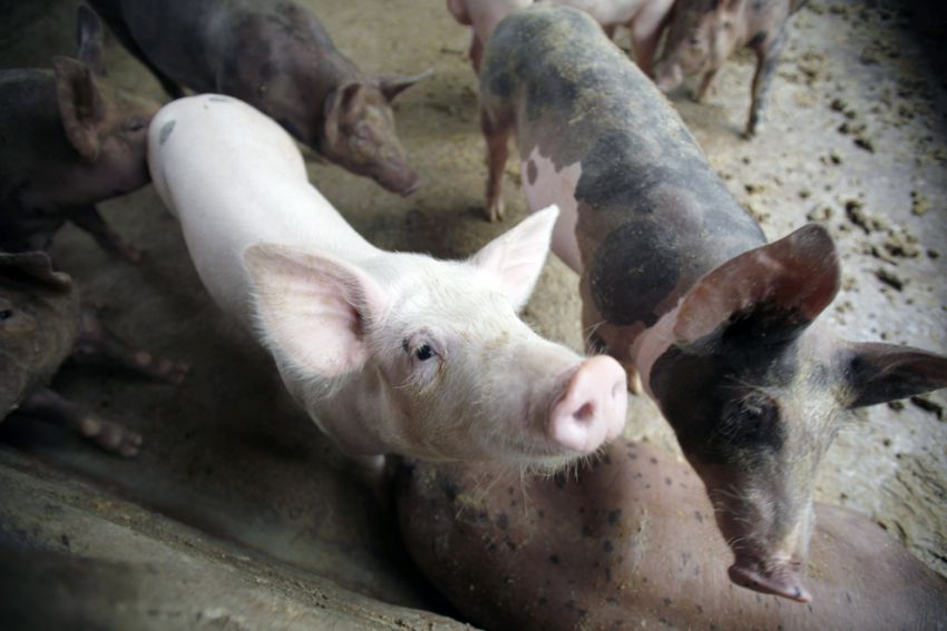 Pig skin to kick off leather industry | Phnom Penh Post