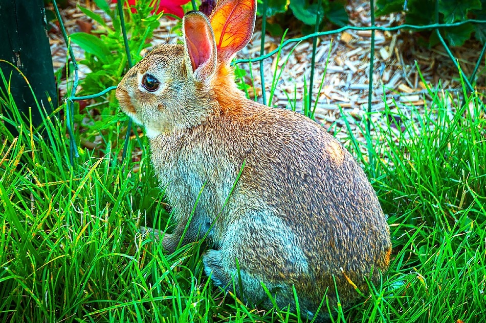 Paris rabbits win reprieve with nuisance order paused | Phnom Penh Post