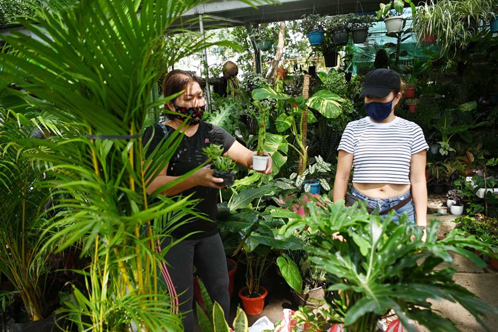 ‘Plantdemic’ rocks Philippines as demand for greenery grows | The Phnom ...