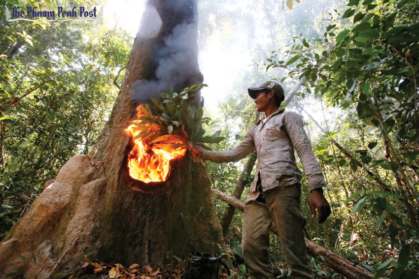 Mondulkiri villagers protest clearing of resin trees | The Phnom Penh Post
