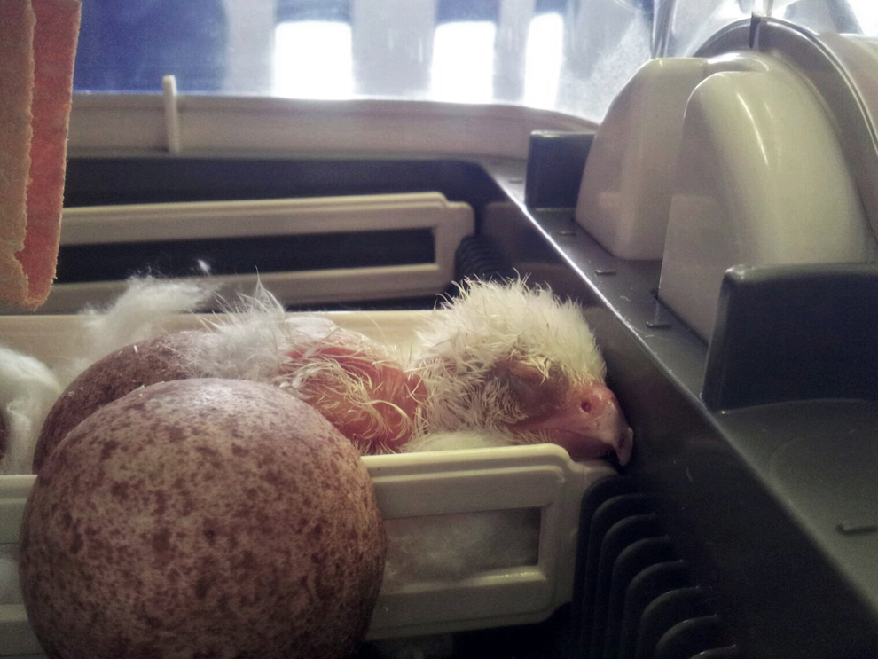 ‘Pablo Escobar of eggs’ faces justice after 35 years of smuggling ...