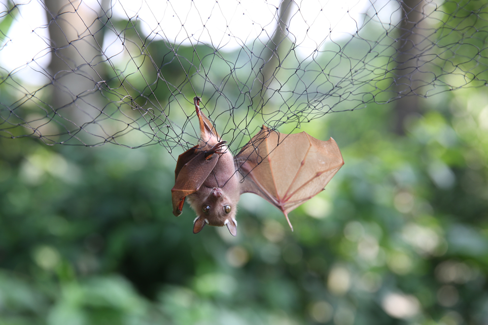 Peru saves bats blamed for virus | Phnom Penh Post