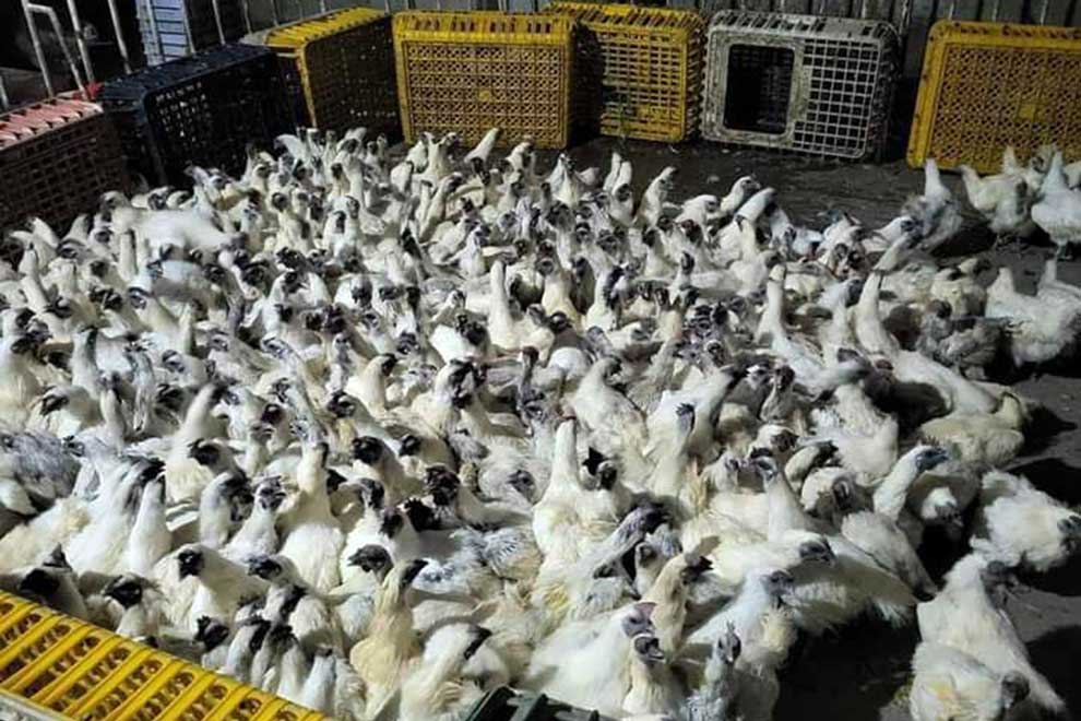 Officers seize 1,900 chickens in Kandal bust | The Phnom Penh Post