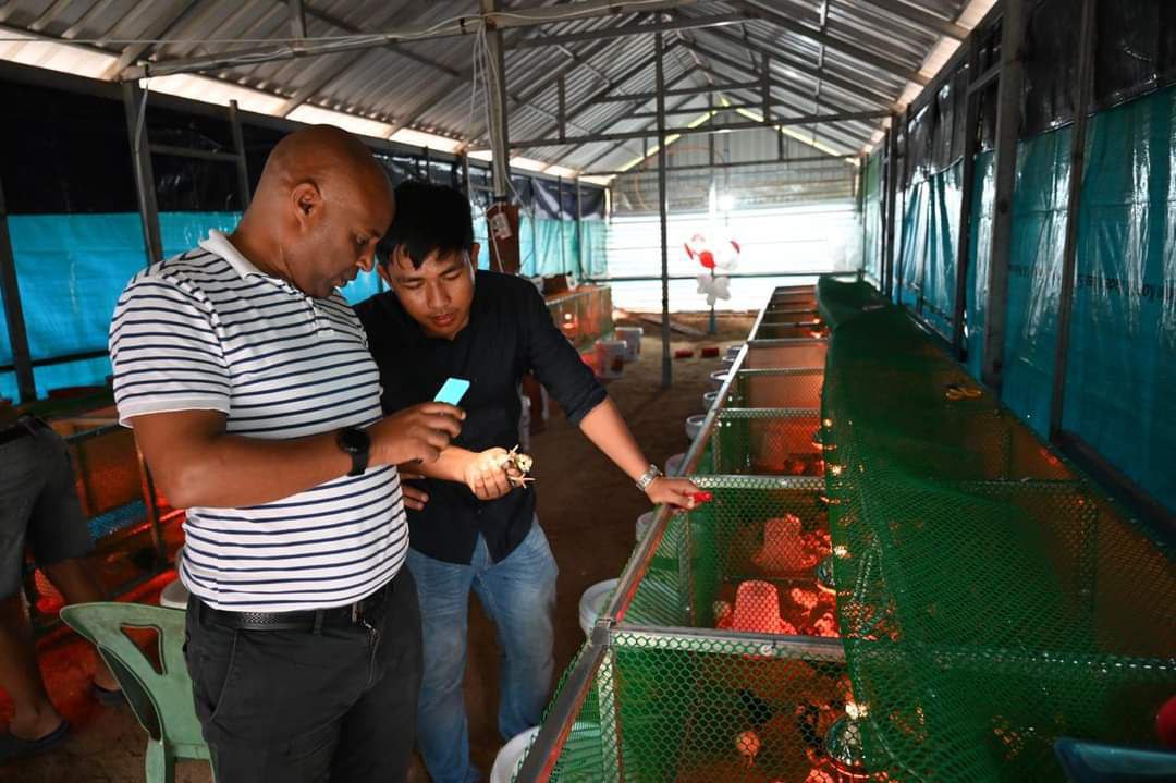 Australia boosts Cambodian chicken breeds for better yields | Phnom ...