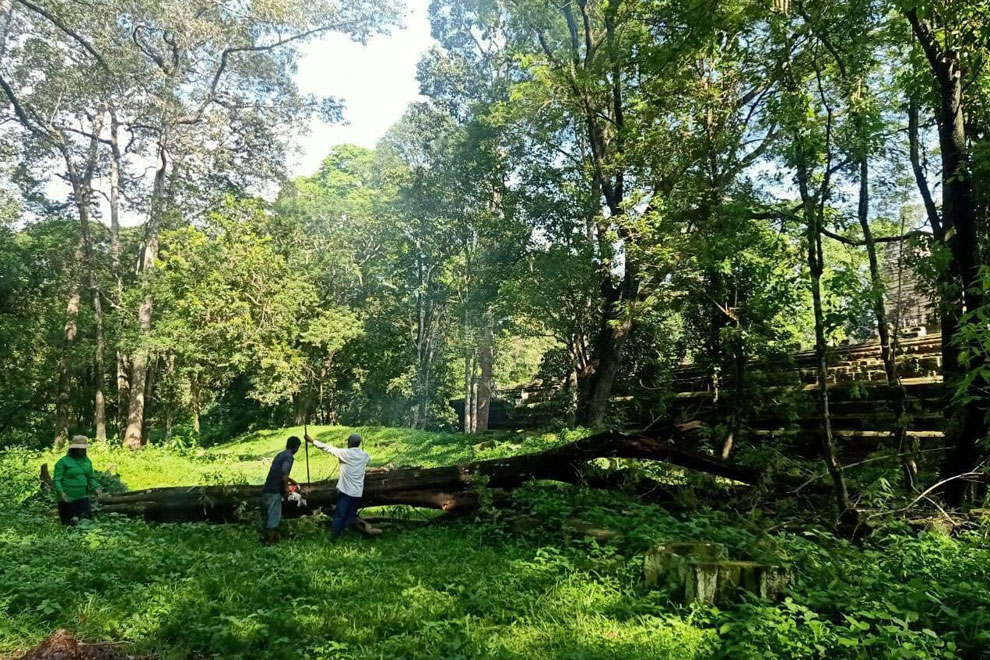 ANA removing, pruning trees in Angkor Park | The Phnom Penh Post