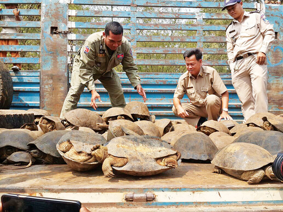The Phnom Penh Post | Turtles, pythons saved en route to Vietnam