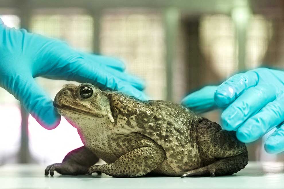 Taiwan rushes to stem sudden toad invasion | Phnom Penh Post