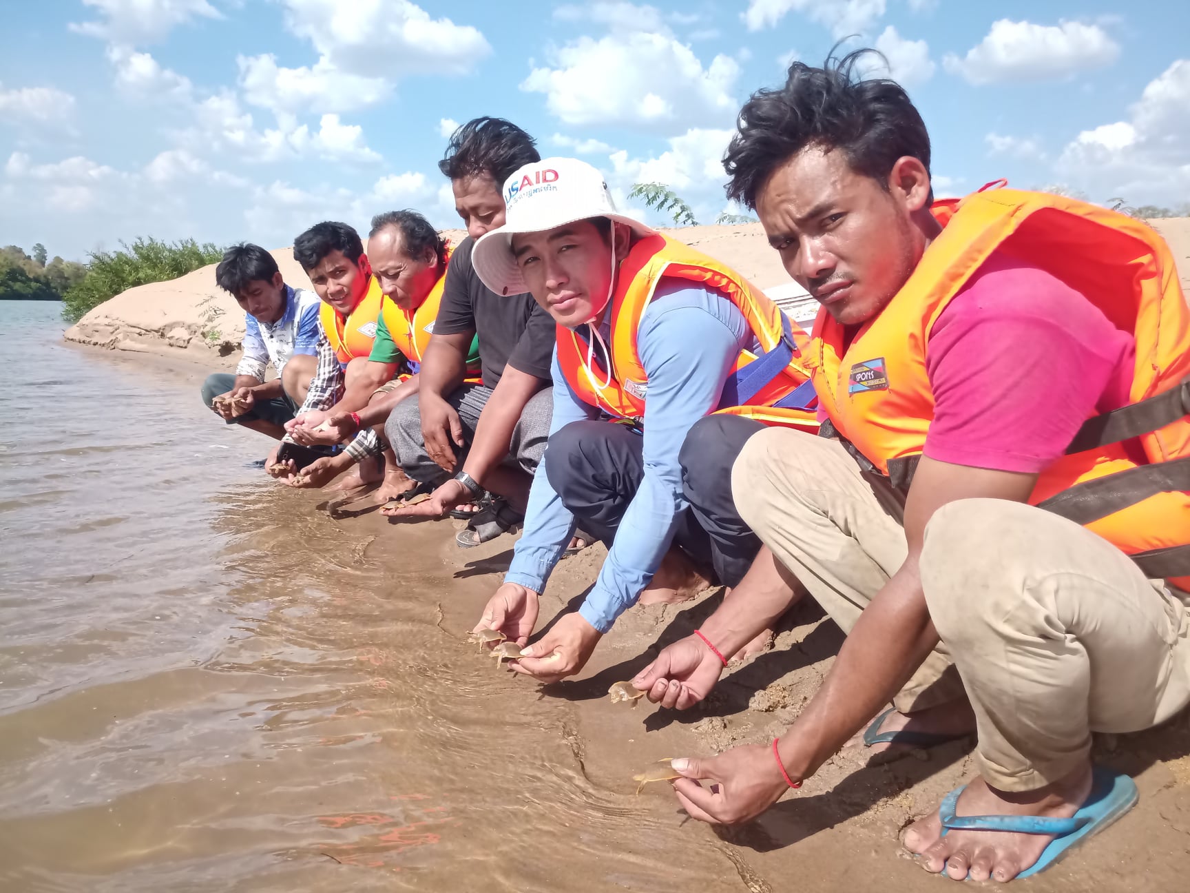 148 Cantor's Giant Softshell Turtle hatchlings released in Mekong ...