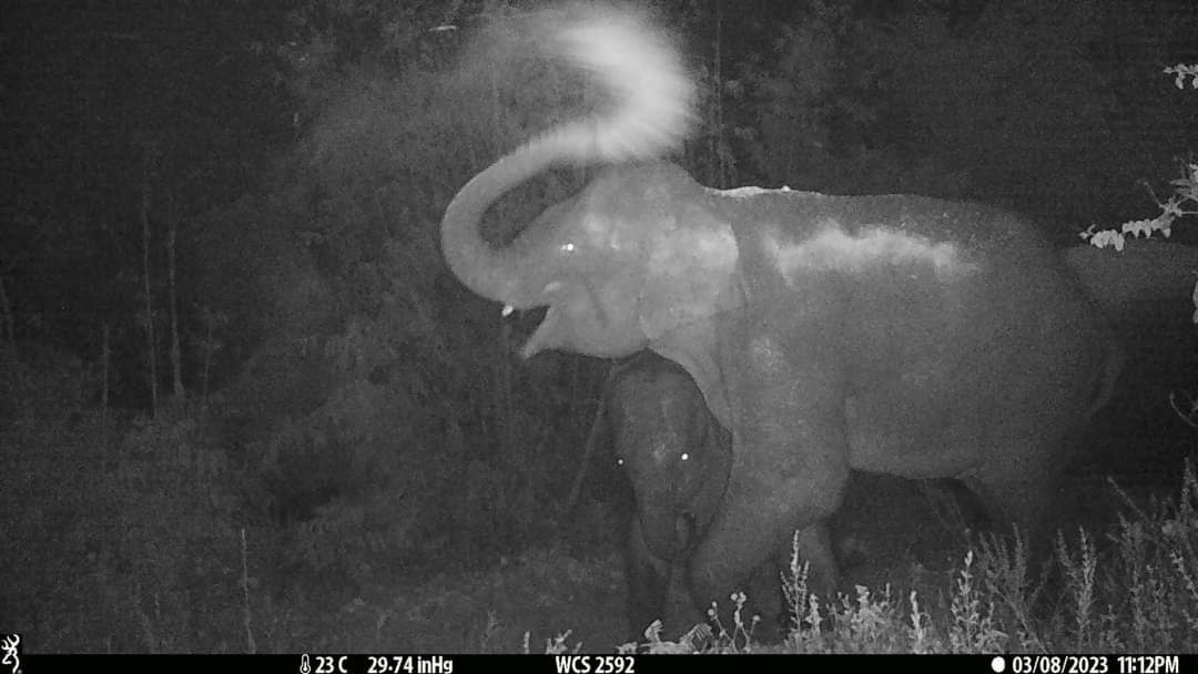 WCS releases candid shots of Keo Seima elephants | Phnom Penh Post